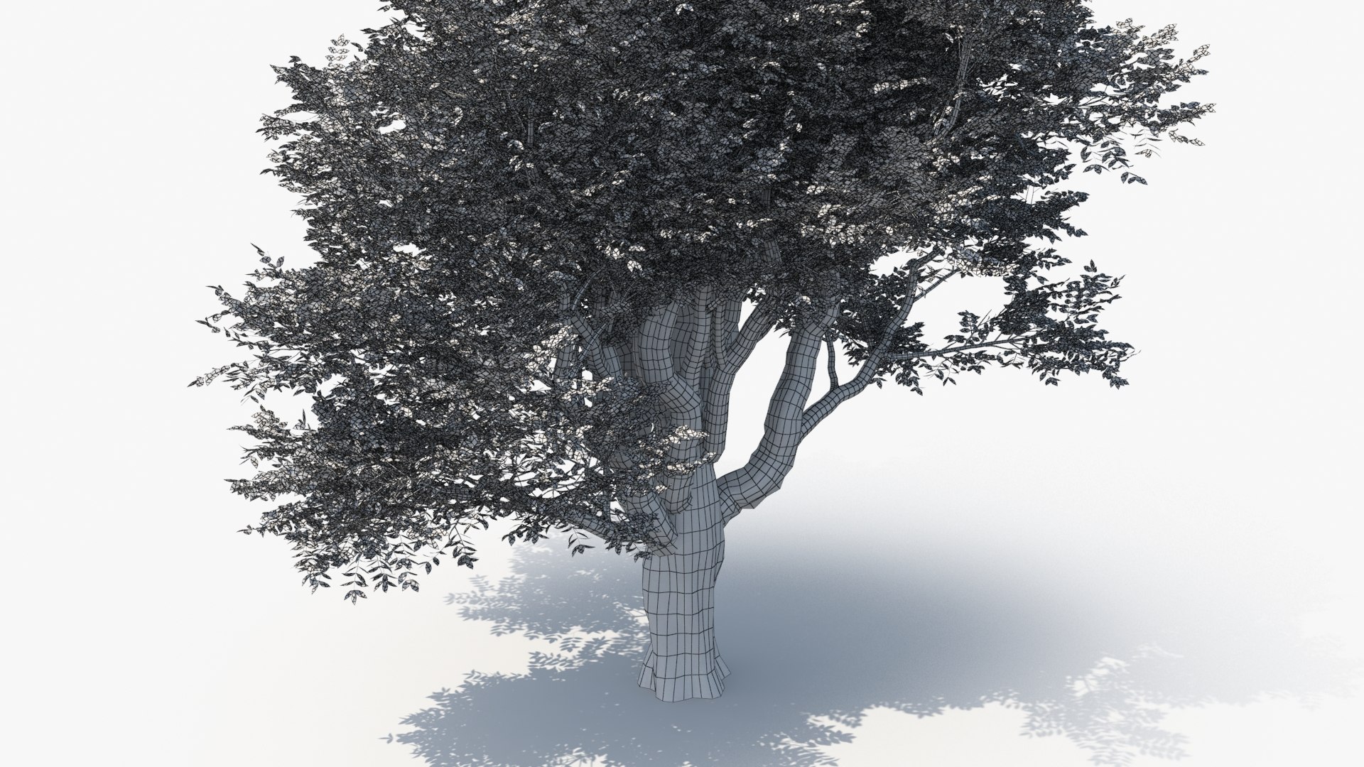 3D Model Ash Tree - TurboSquid 1465715