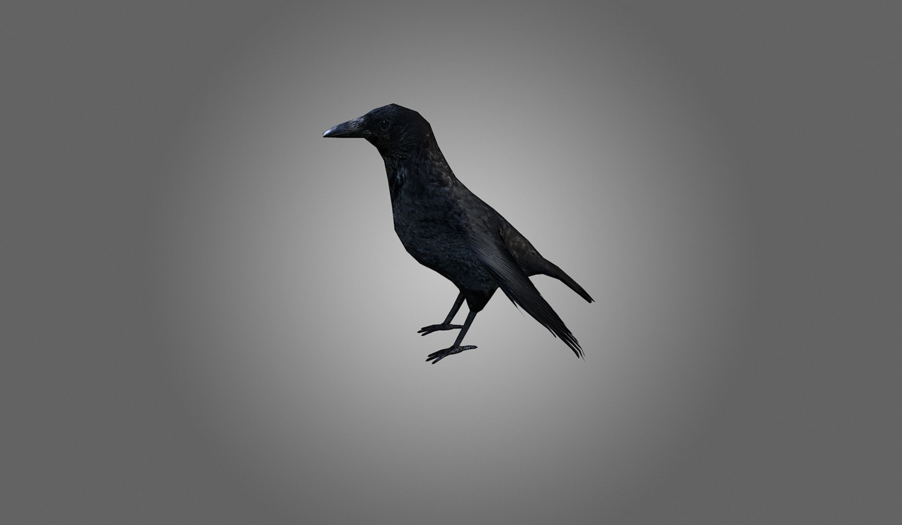 Crow Low-poly 3d 3ds