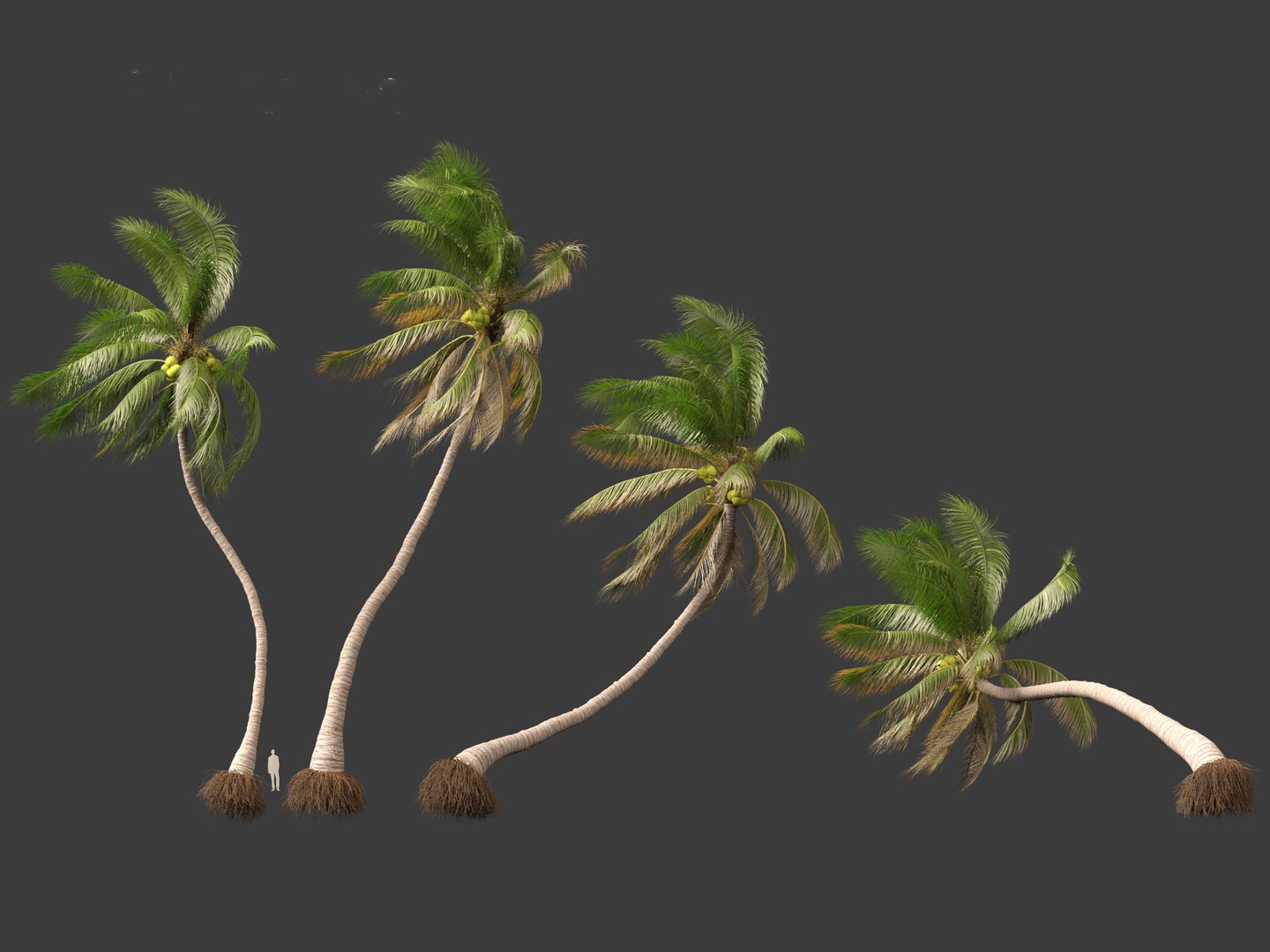 Cocos Nucifera - Coconut Tree 05 3D - TurboSquid 2149541