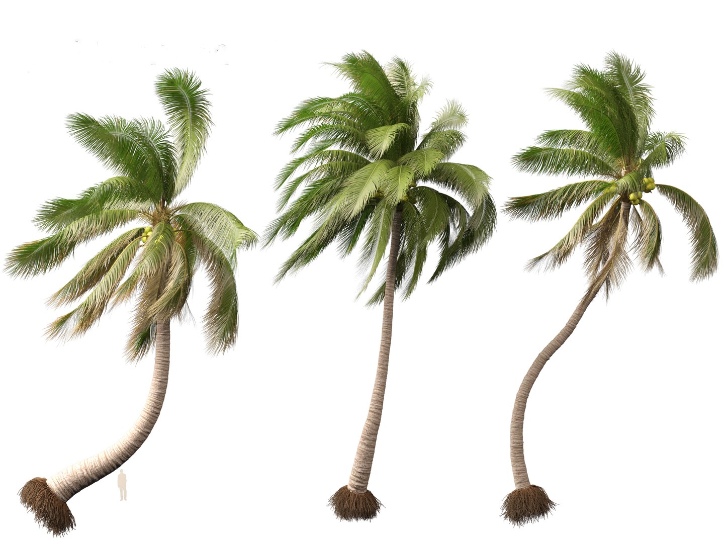 Cocos Nucifera - Coconut Tree 05 3D - TurboSquid 2149541