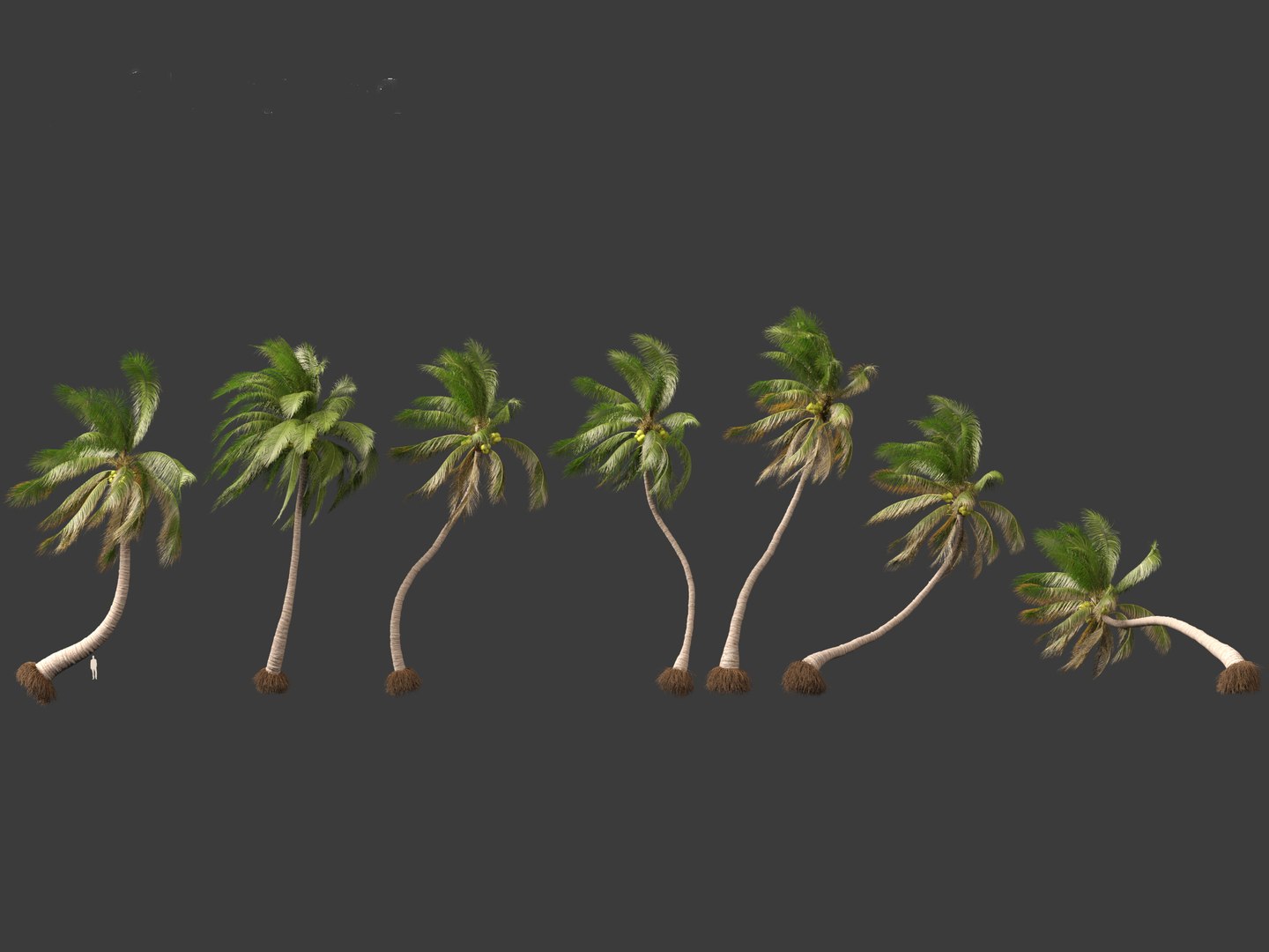 Cocos Nucifera - Coconut Tree 05 3D - TurboSquid 2149541