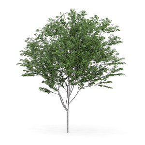 3d model staghorn sumac tree rhus