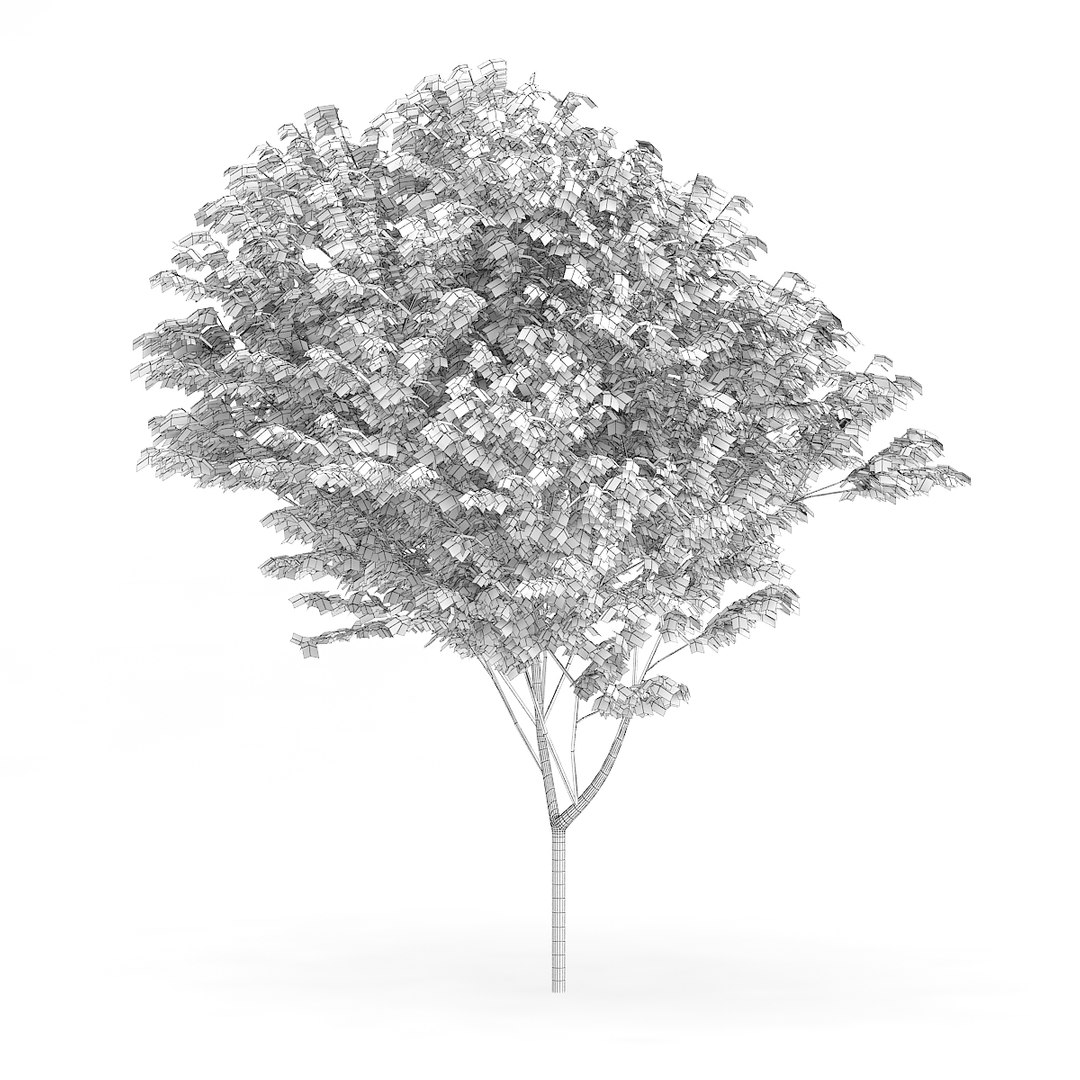 3d Model Common Ash Fraxinus Excelsior