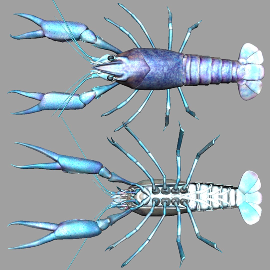 Lobster Crayfish 3d Model