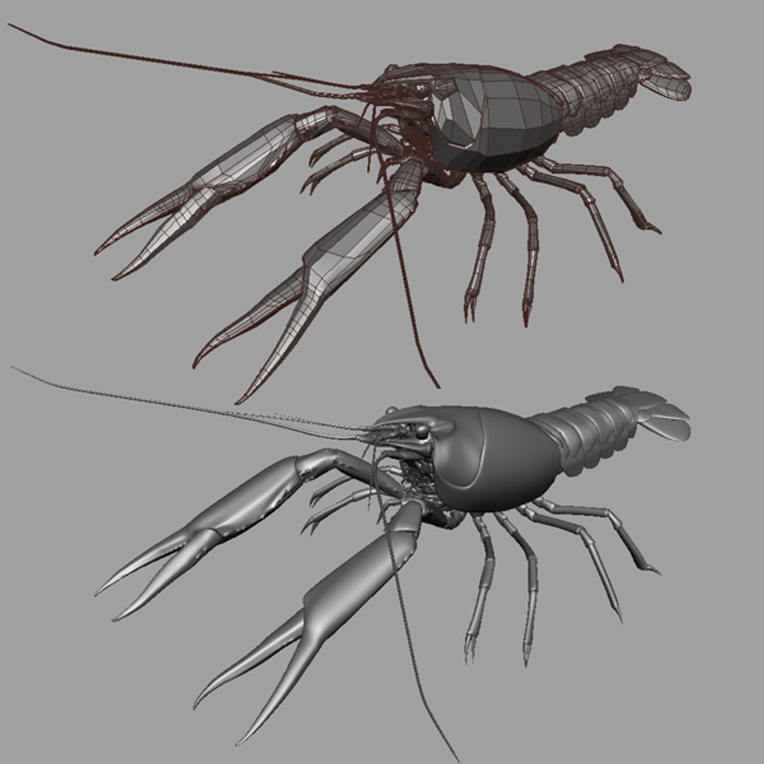 Lobster Crayfish 3d Model