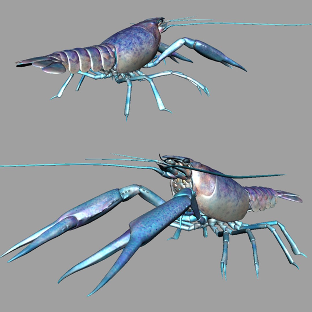 Lobster Crayfish 3d Model