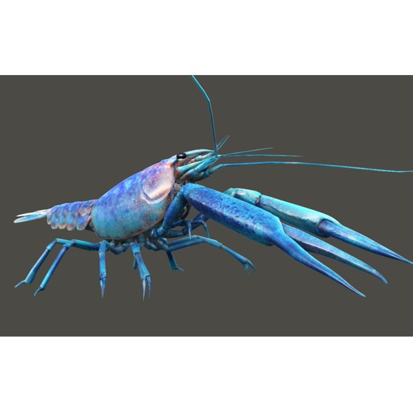 3D Crawfish Models | TurboSquid