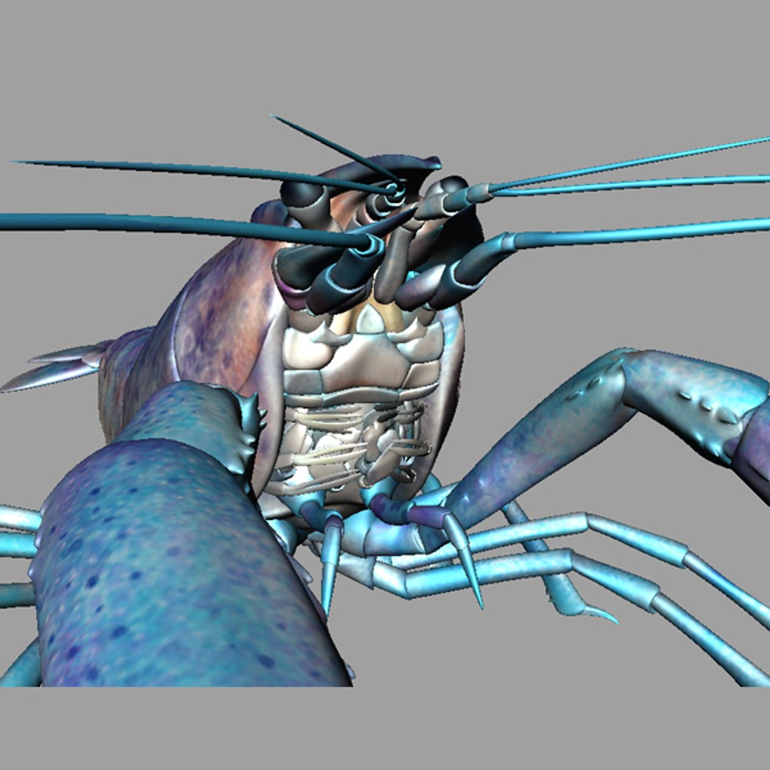 Lobster Crayfish 3d Model