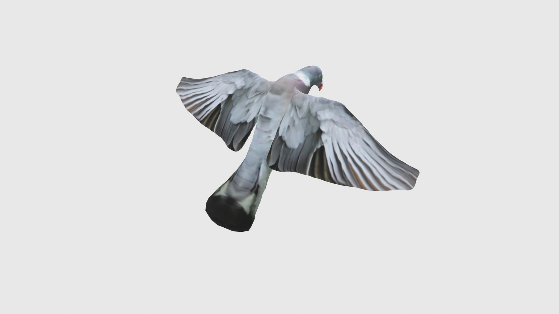 Low Poly Pigeon Rigged With Realistic Texture 3D Model - TurboSquid 1875992