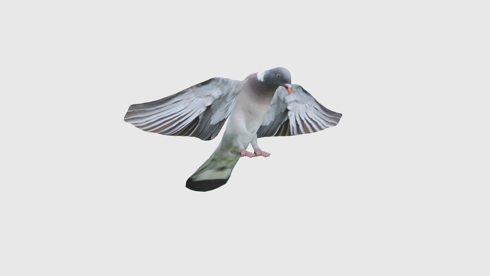 Low Poly Pigeon Rigged With Realistic Texture 3D Model - TurboSquid 1875992