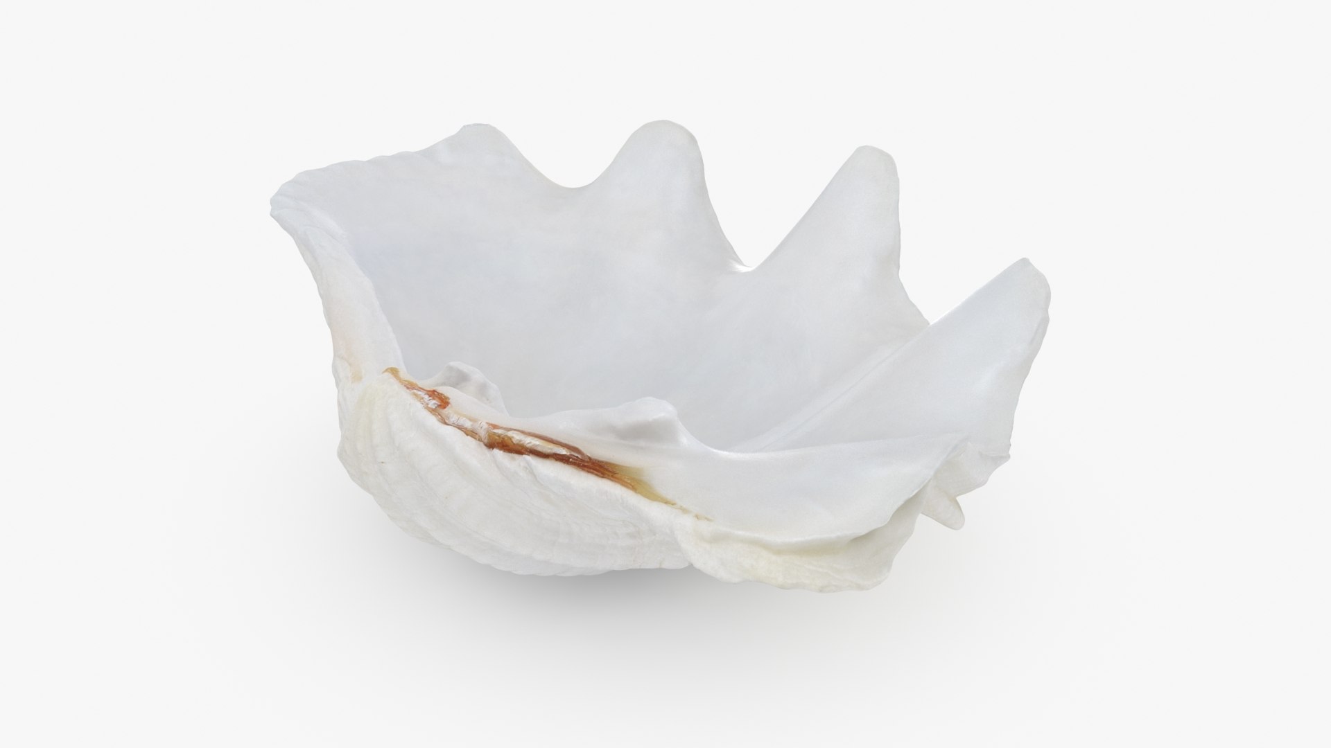Giant Clam Shell Half 01 3D Model - TurboSquid 2302816