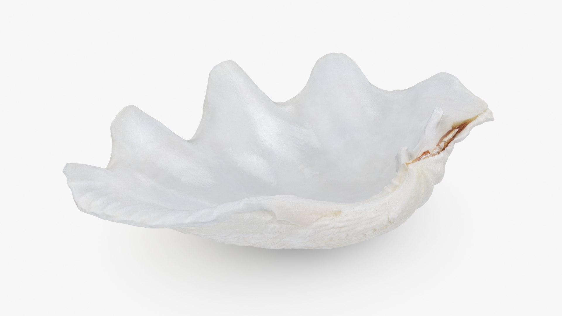 Giant Clam Shell Half 01 3D Model - TurboSquid 2302816