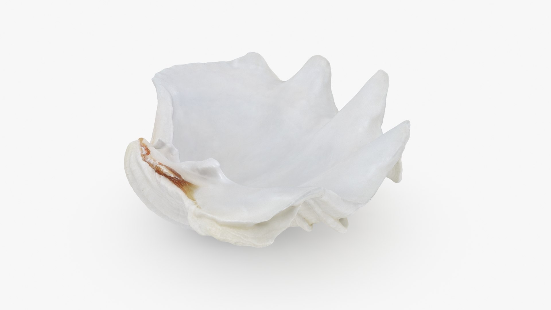 Giant Clam Shell Half 01 3D Model - TurboSquid 2302816