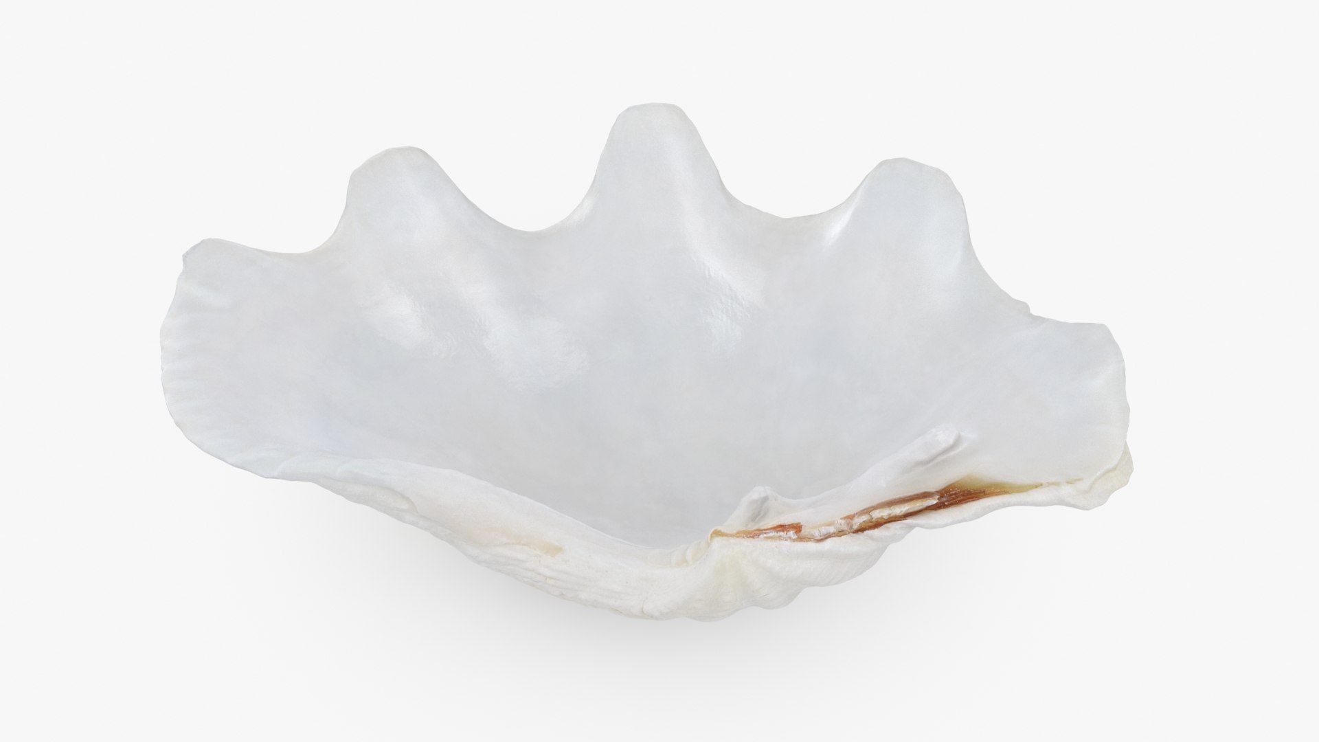 Giant Clam Shell Half 01 3D Model - TurboSquid 2302816