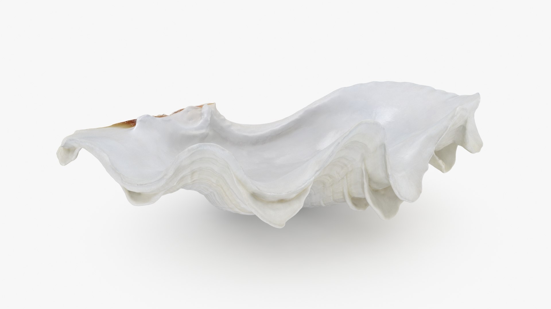 Giant Clam Shell Half 01 3D Model - TurboSquid 2302816
