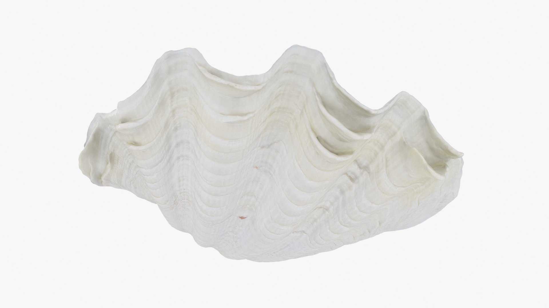 Giant Clam Shell Half 01 3D Model - TurboSquid 2302816