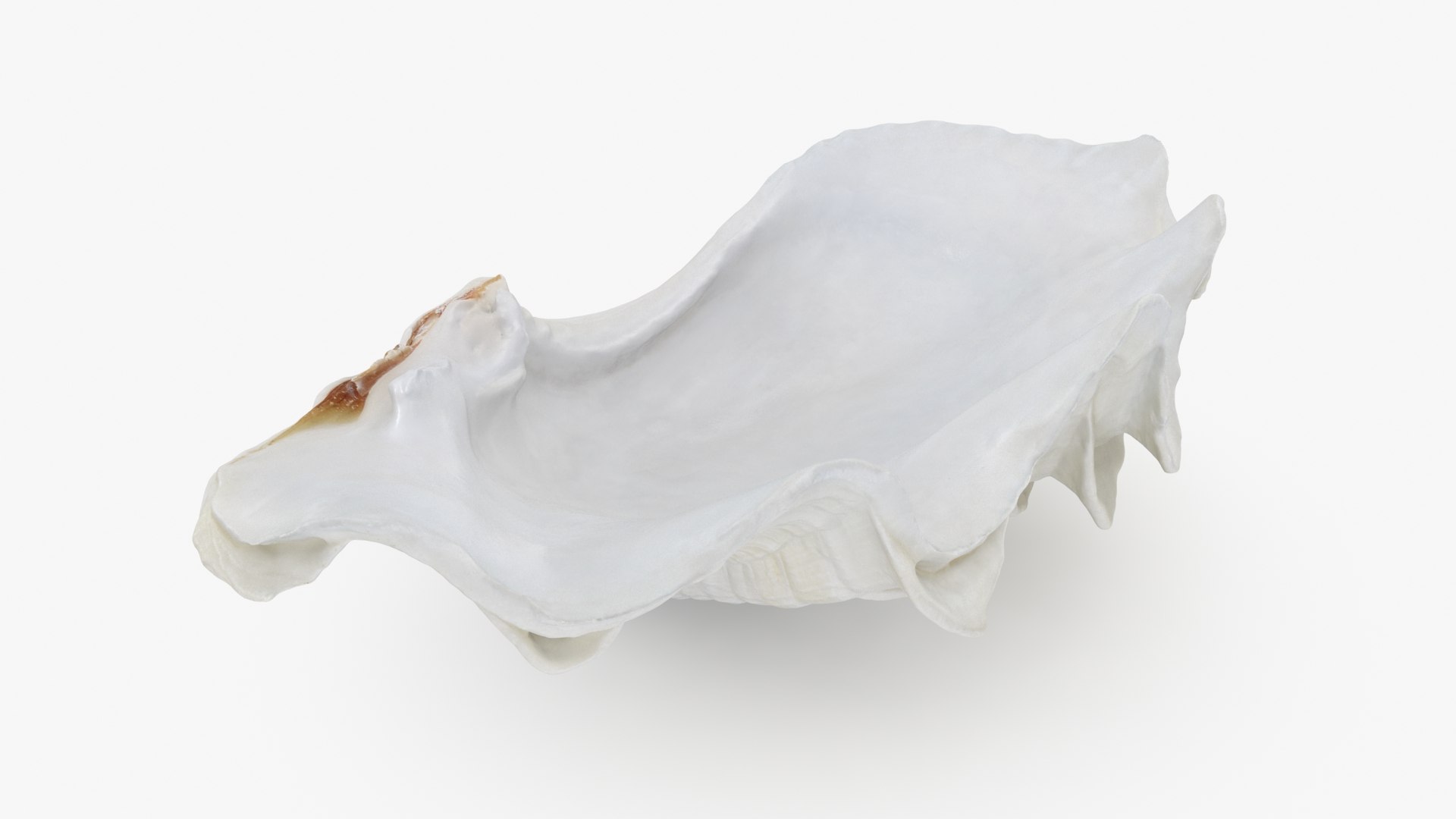 Giant Clam Shell Half 01 3D Model - TurboSquid 2302816