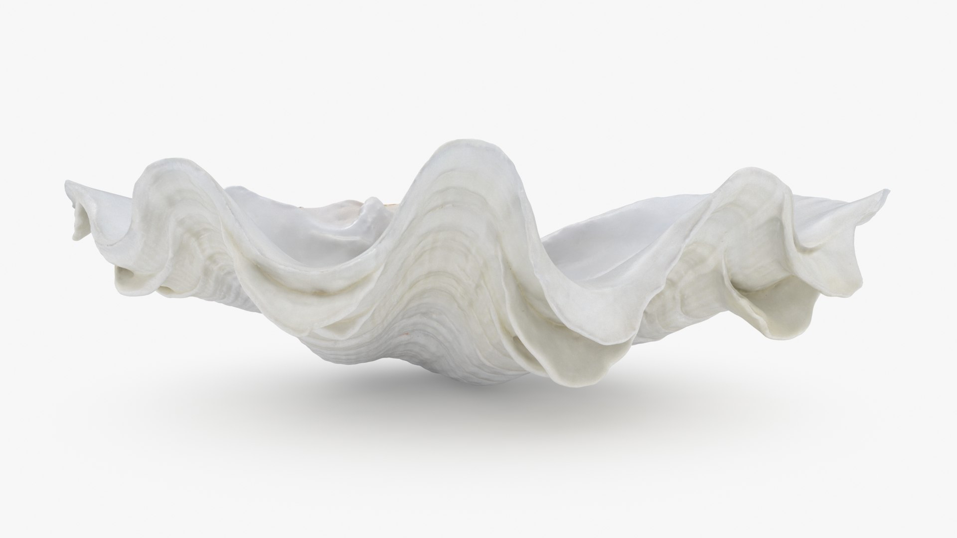 Giant Clam Shell Half 01 3D Model - TurboSquid 2302816