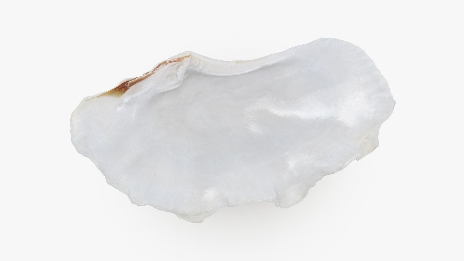 Giant Clam Shell Half 01 3D Model - TurboSquid 2302816