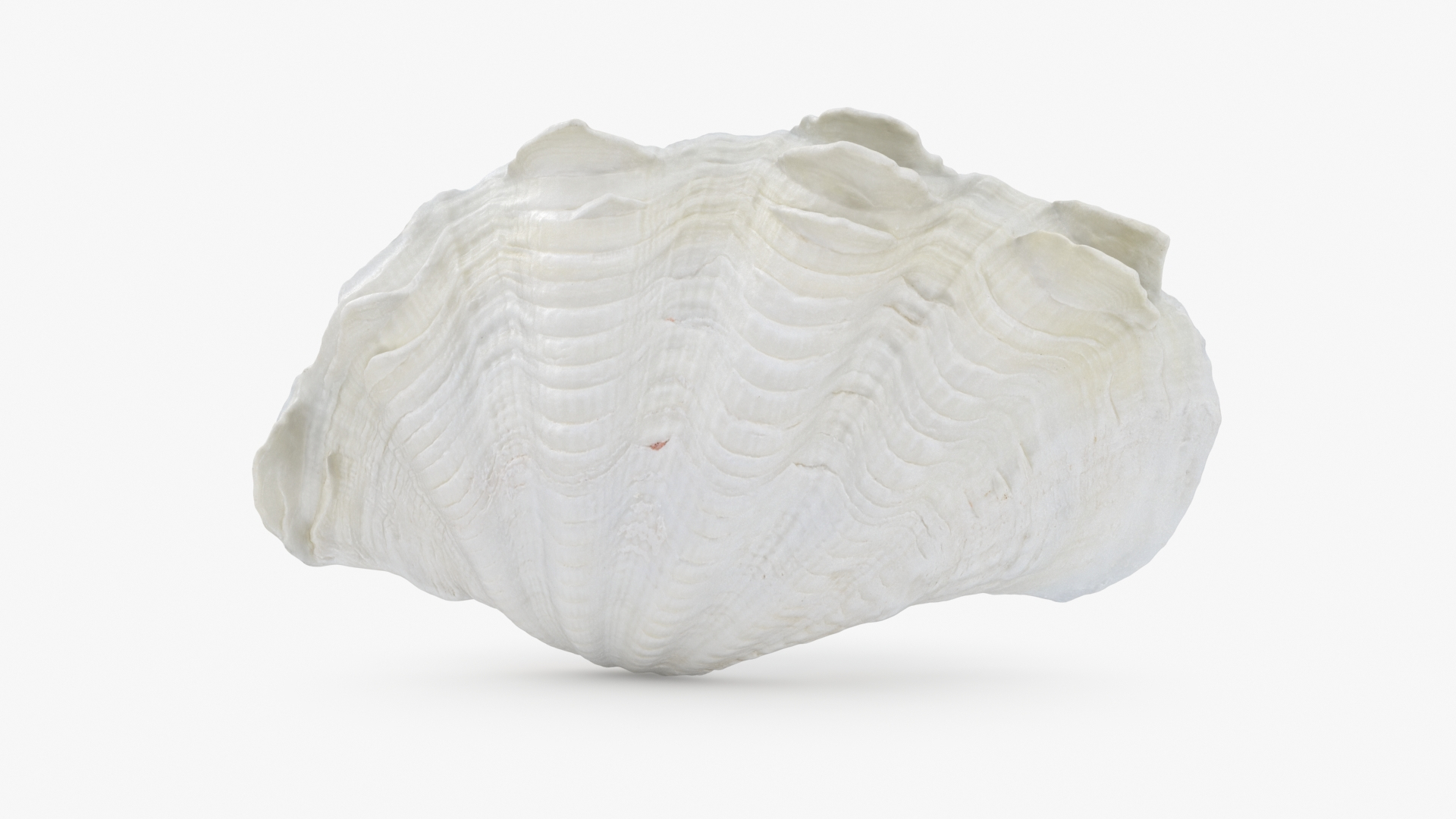 Giant Clam Shell Half 01 3D Model - TurboSquid 2302816