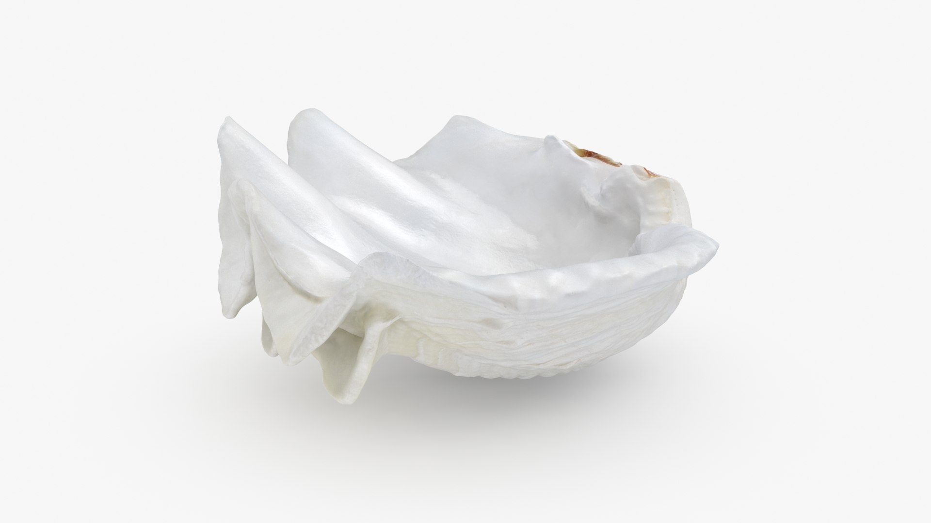 Giant Clam Shell Half 01 3D Model - TurboSquid 2302816