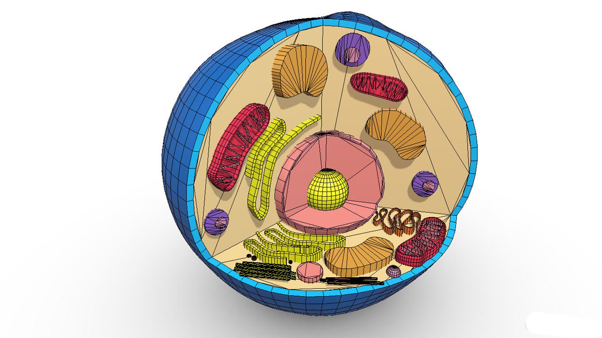 3D Animal Cell Model - TurboSquid 2127969