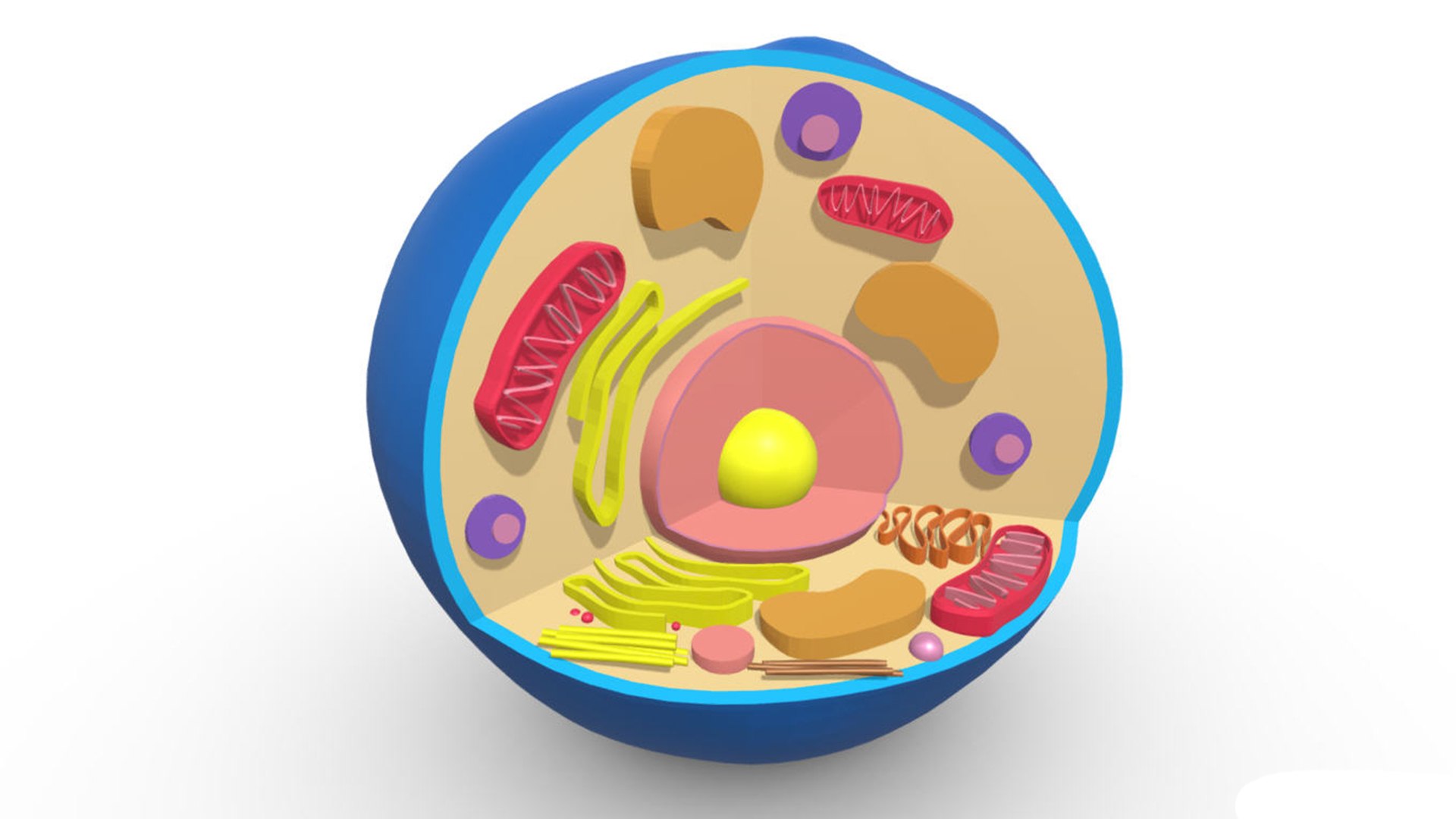 3D Animal Cell Model - TurboSquid 2127969