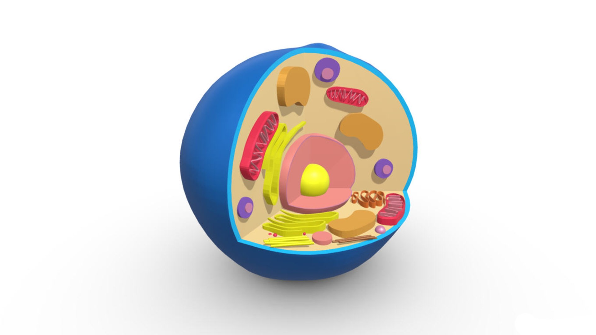 3D Animal Cell Model - TurboSquid 2127969