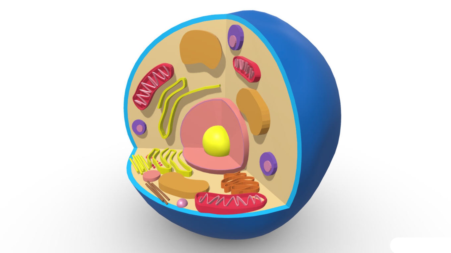 3D Animal Cell Model - TurboSquid 2127969