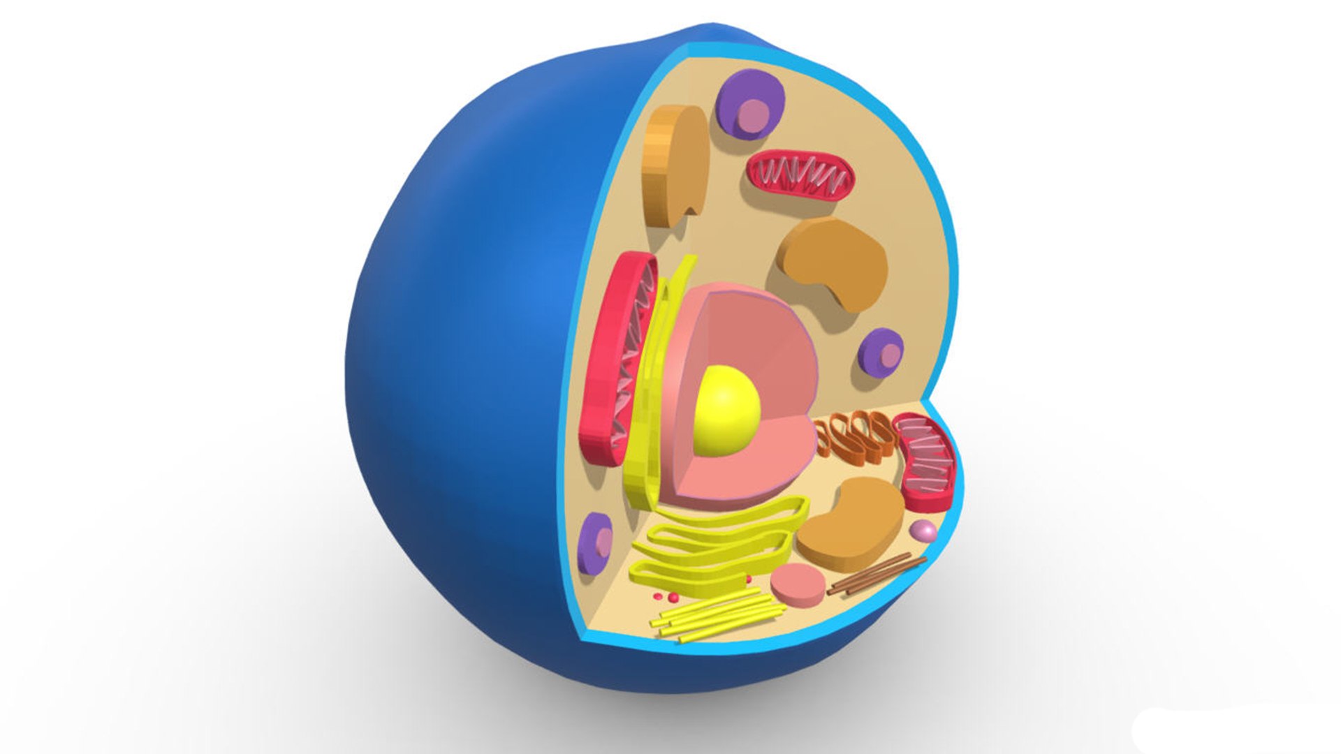 3D Animal Cell Model - TurboSquid 2127969