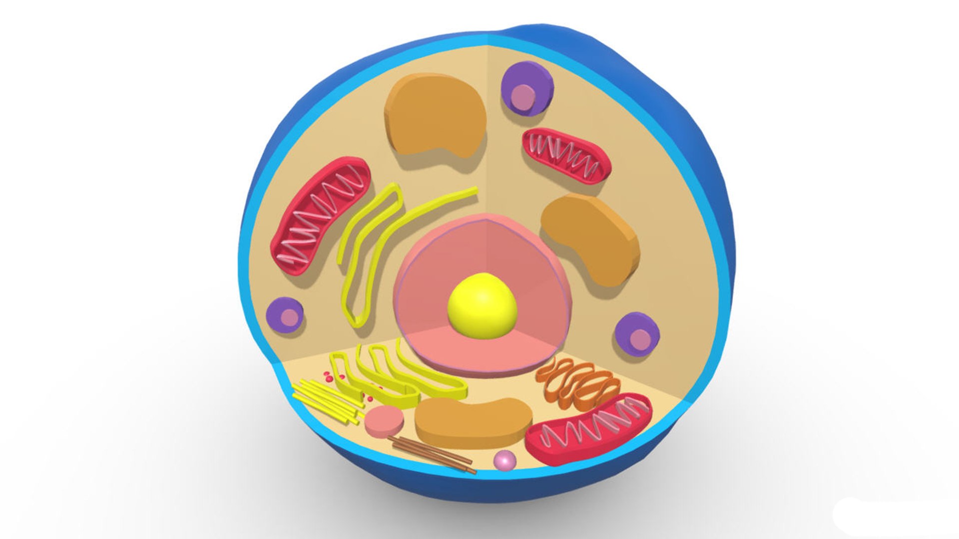 3D Animal Cell Model - TurboSquid 2127969