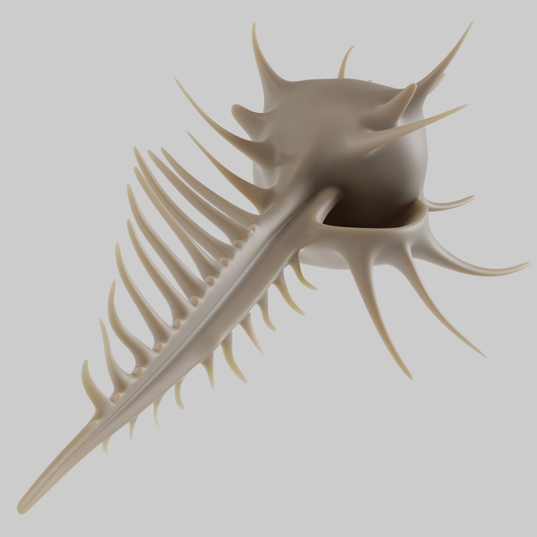 3d murex shell model