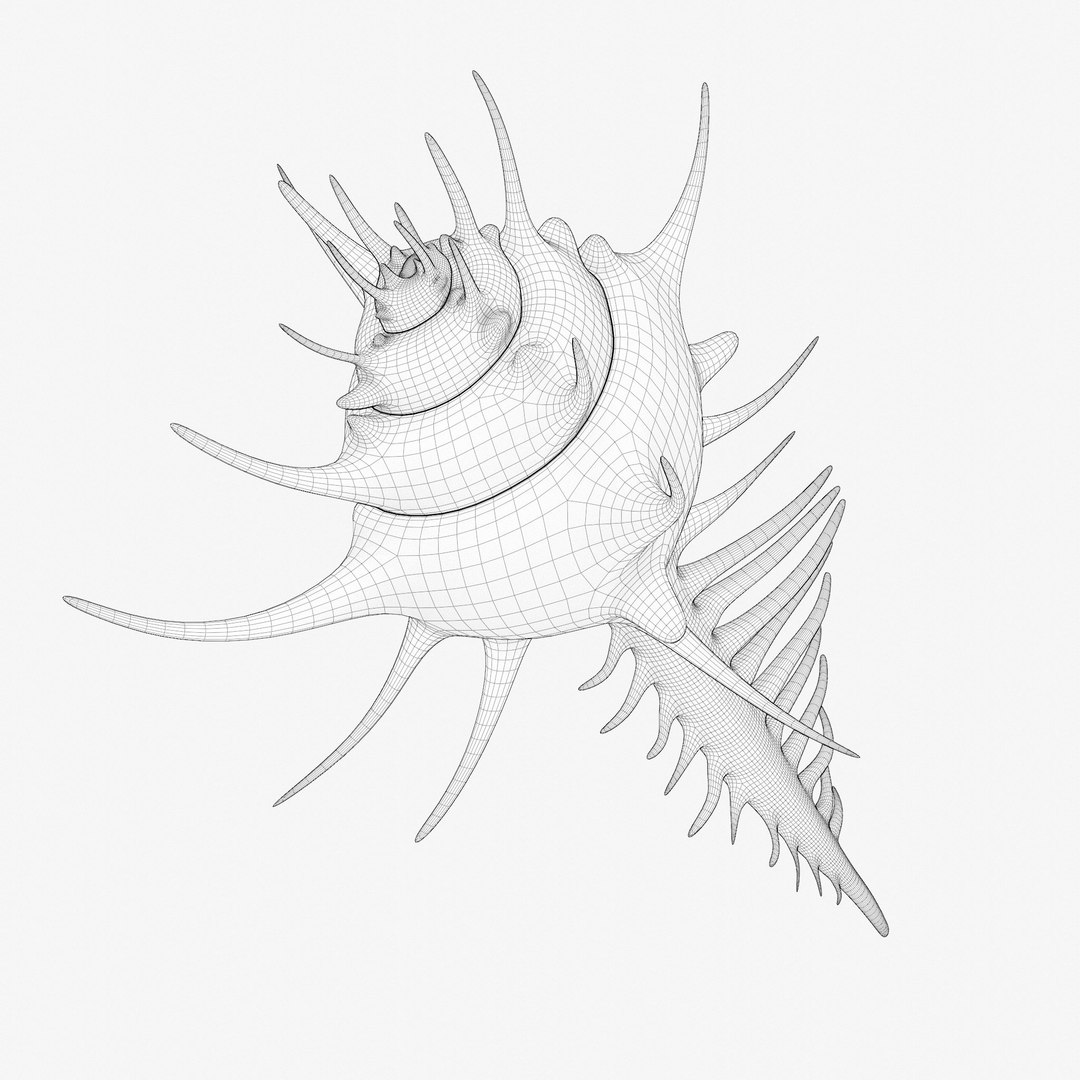 3d murex shell model