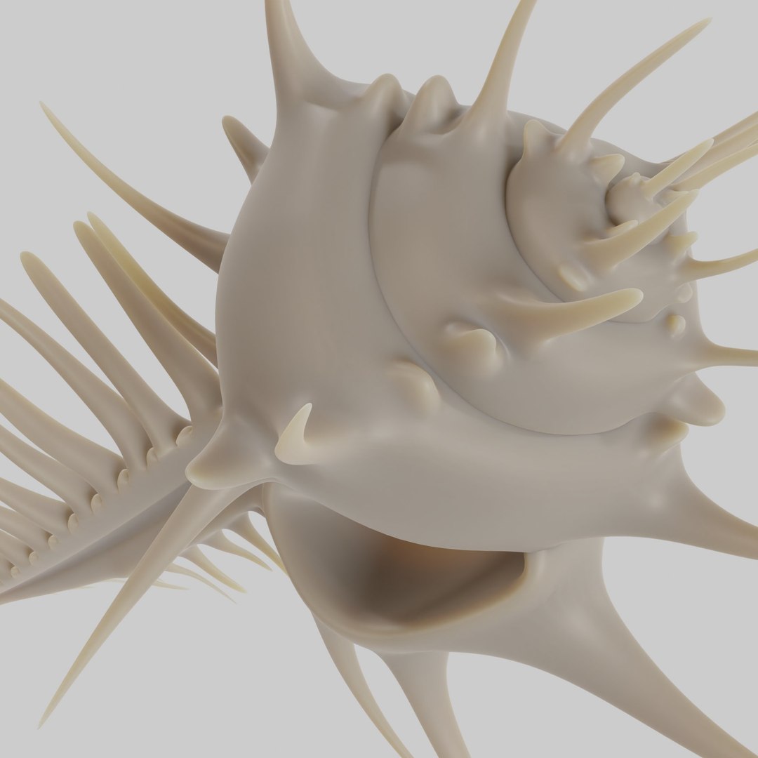 3d murex shell model