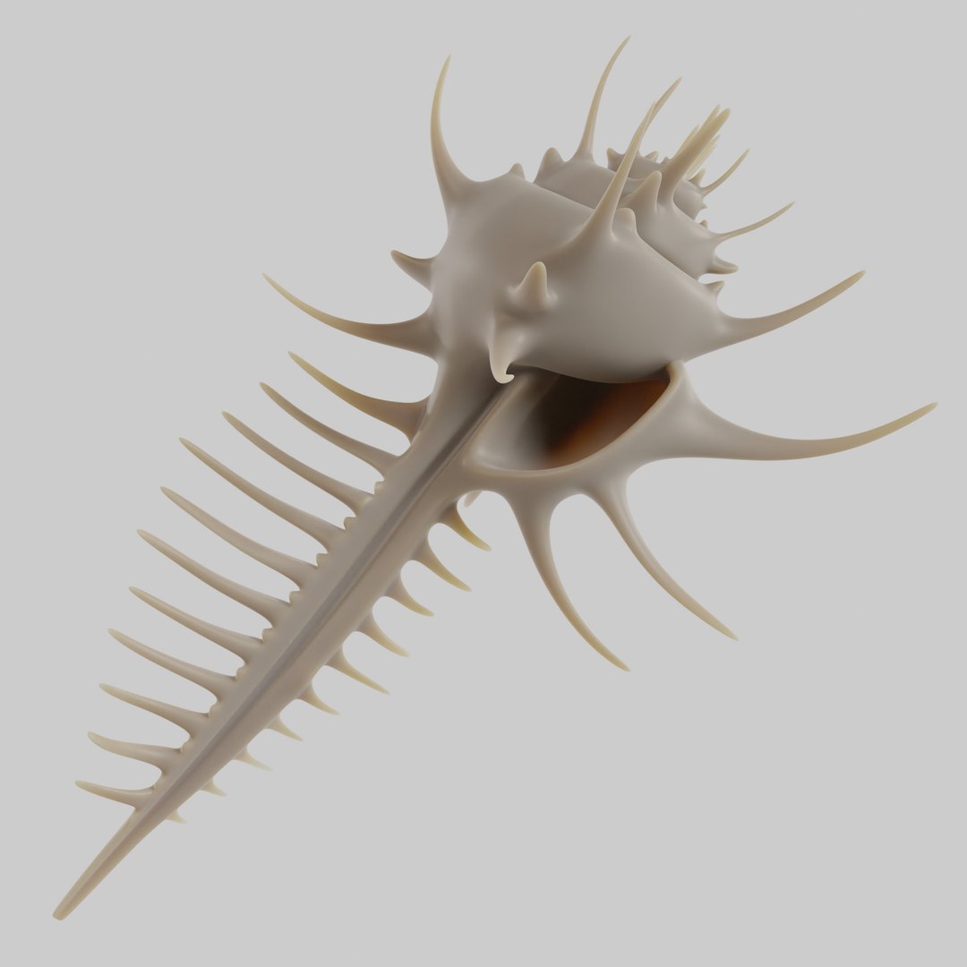 3d murex shell model