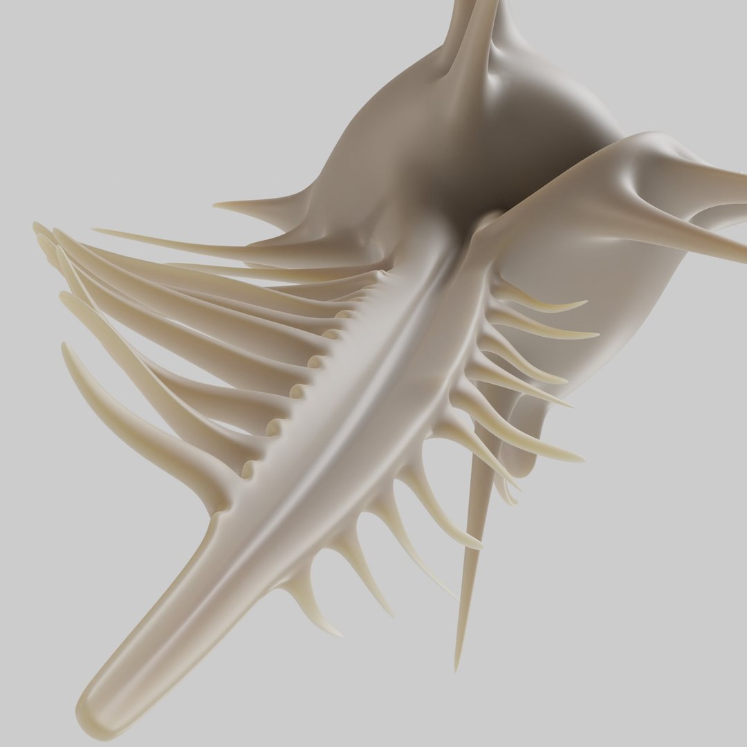 3d murex shell model