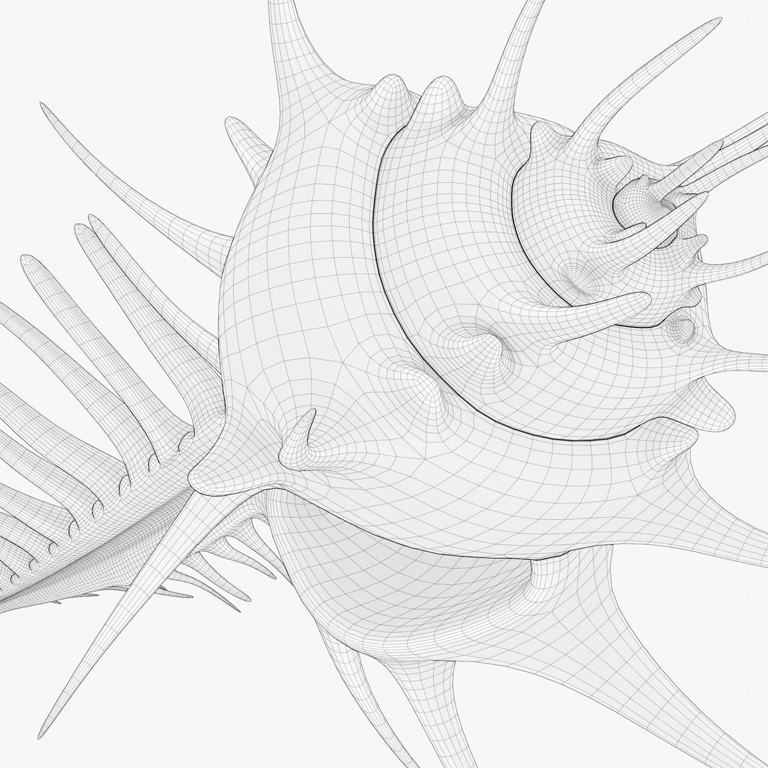 3d murex shell model