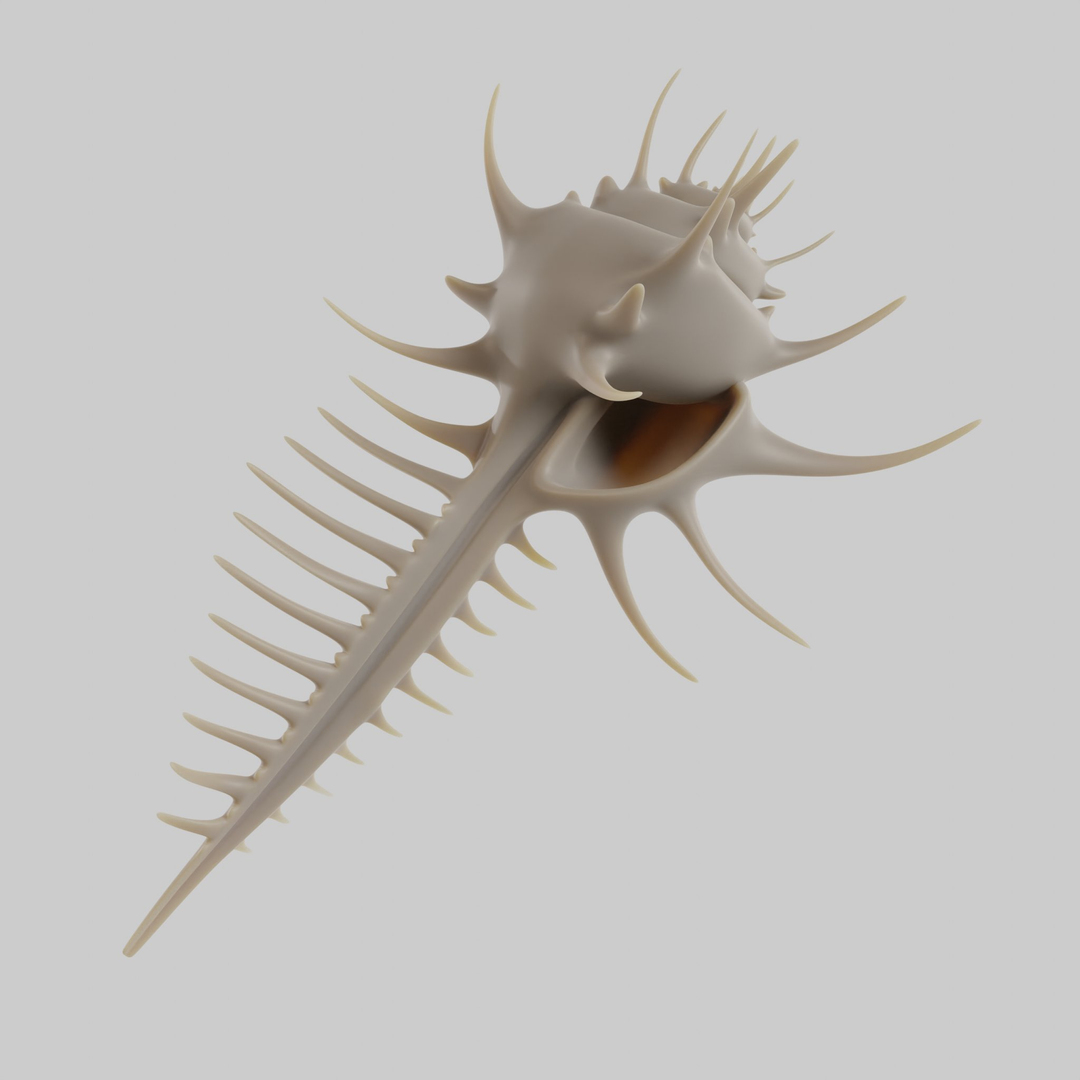 3d murex shell model