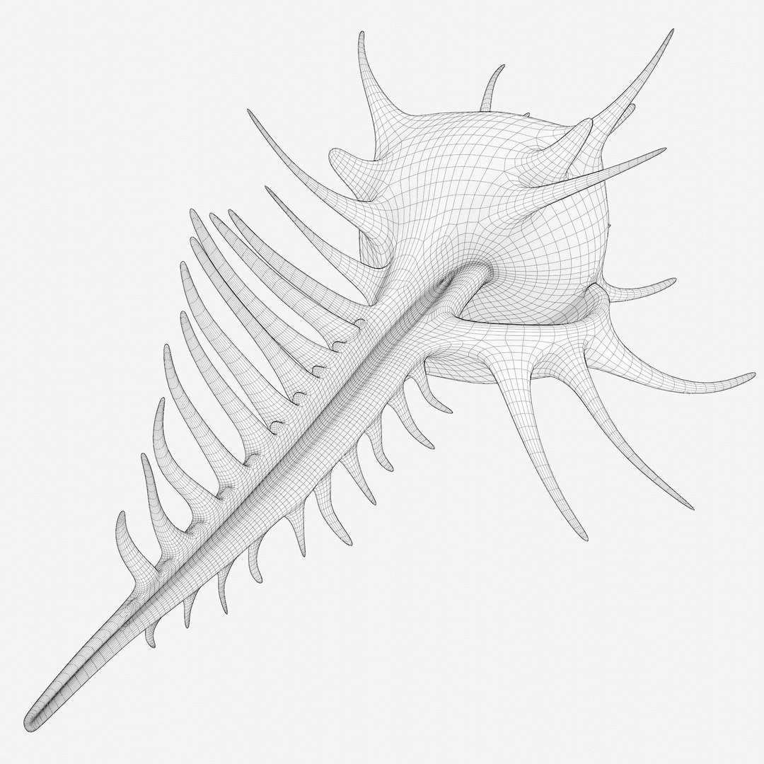 3d murex shell model