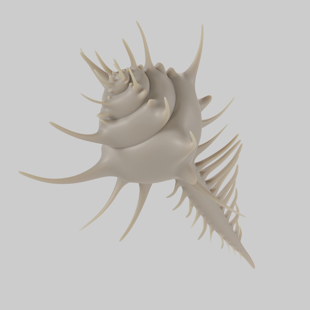 3d murex shell model