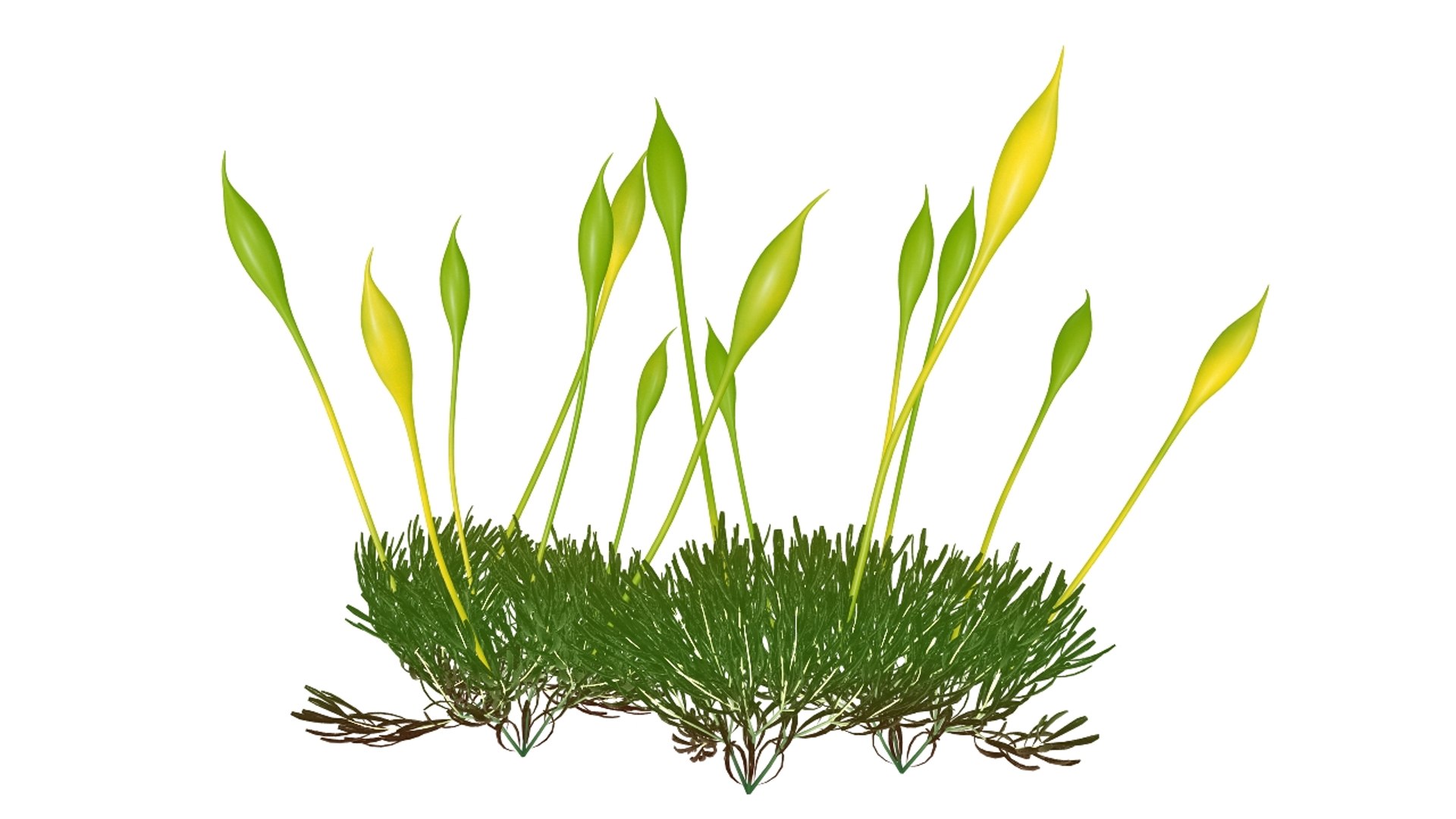 Maya Bryophyte Moss