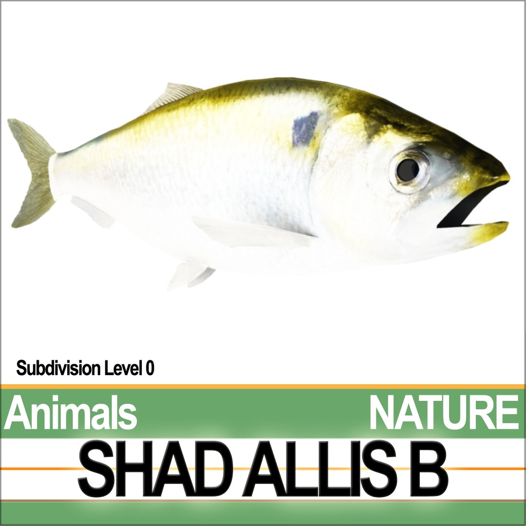 3D Allis Shad B - TurboSquid 1229368