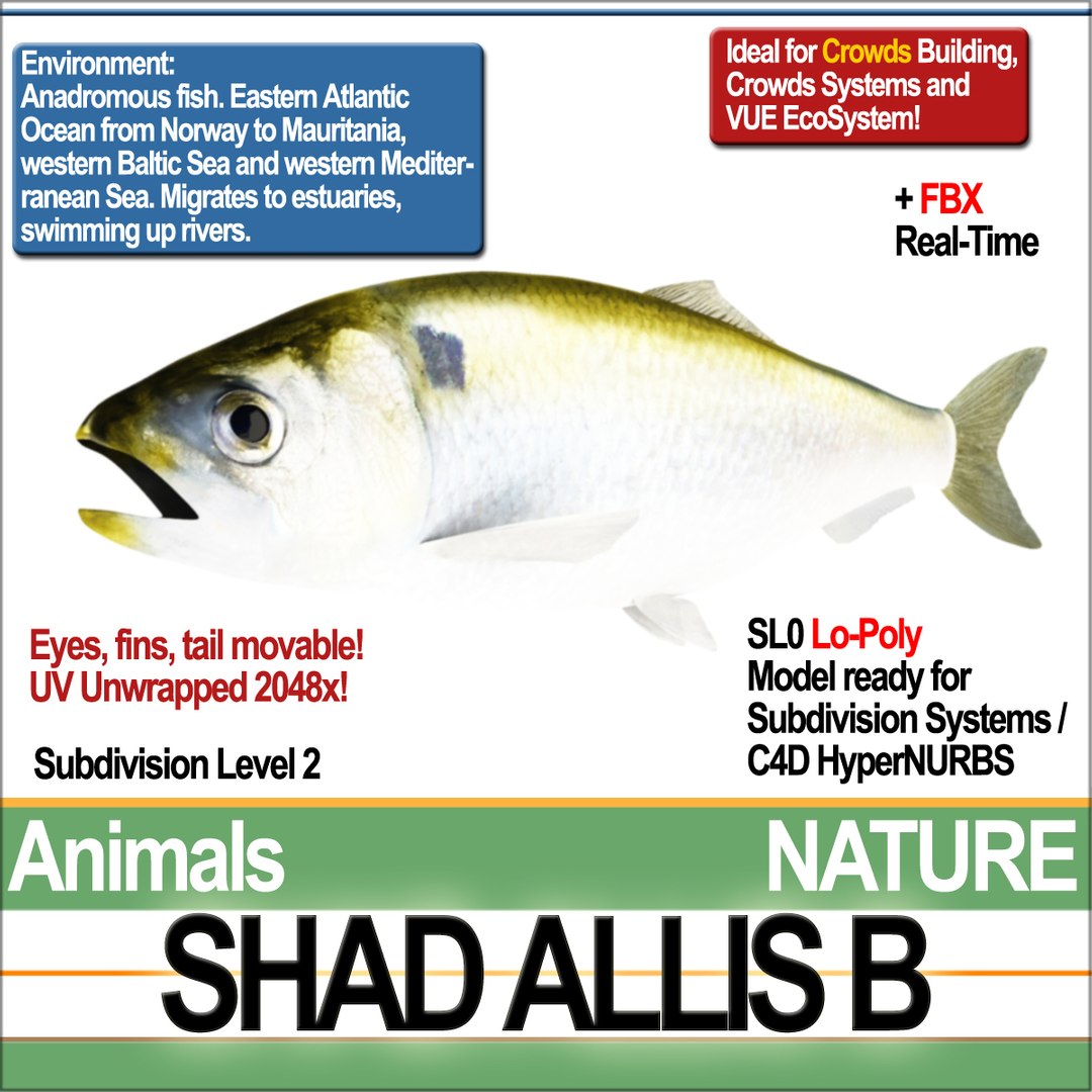 3D Allis Shad B - TurboSquid 1229368