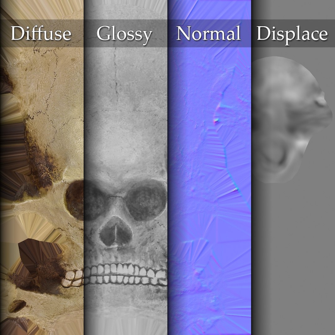 Skull V-ray 3D Model - TurboSquid 1303126