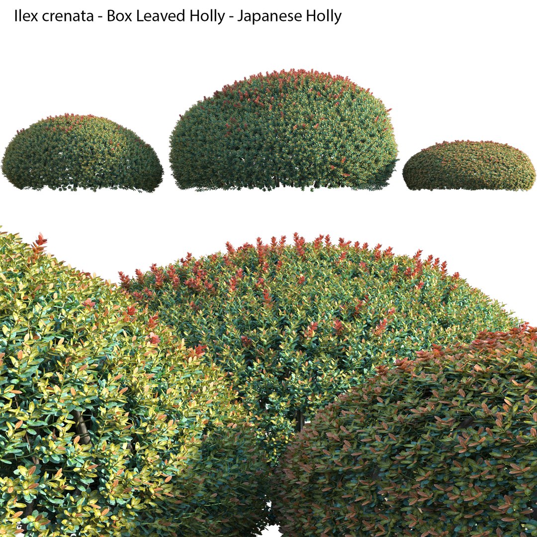 Ilex Crenata - Box Leaved Holly - Japanese Holly - 02 3D Model ...