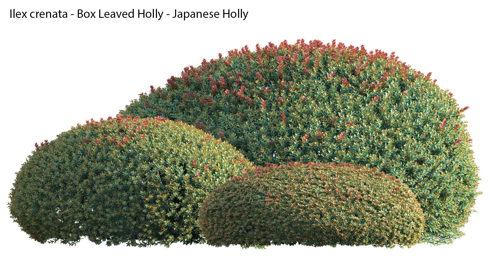 Ilex Crenata - Box Leaved Holly - Japanese Holly - 02 3D Model ...