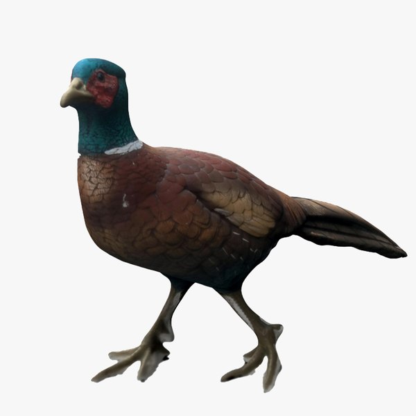modelo 3d Faisán - TurboSquid 2339744