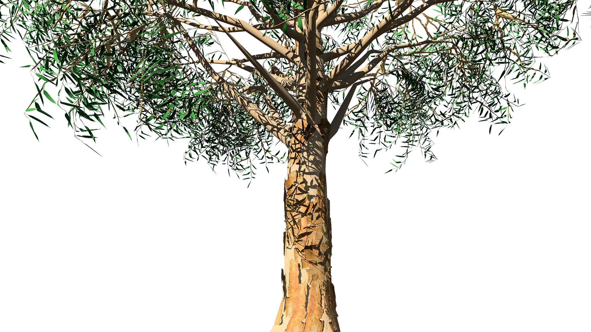 Australian Corymbia Citrodora 3D Model Model - TurboSquid 2349564