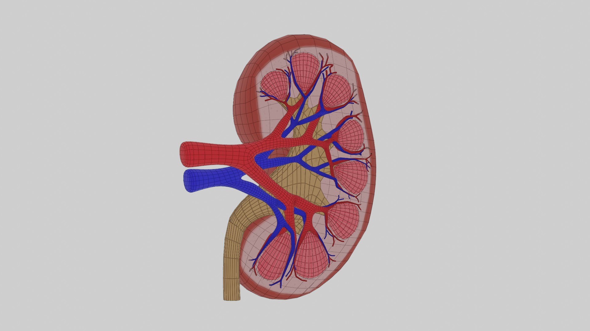 3D Kidney Cross Section - TurboSquid 2016964