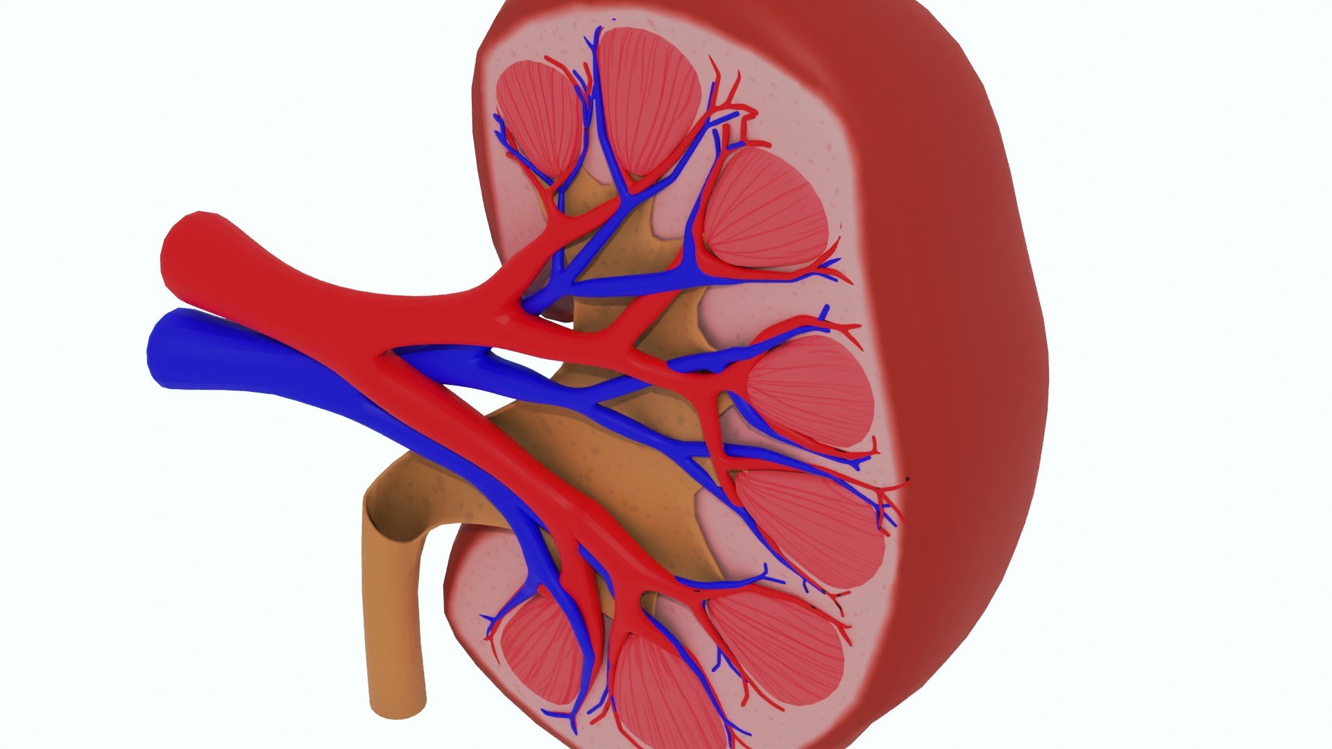 3D Kidney Cross Section - TurboSquid 2016964